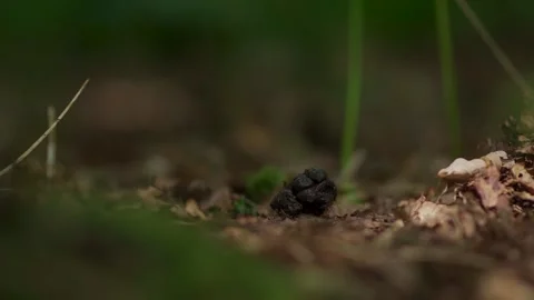 Deer droppings on a woodland trail in da... | Stock Video | Pond5