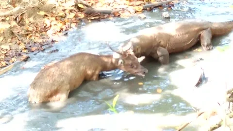 Deer Eaten Alive by Komodo Dragon, Rinca... | Stock Video | Pond5
