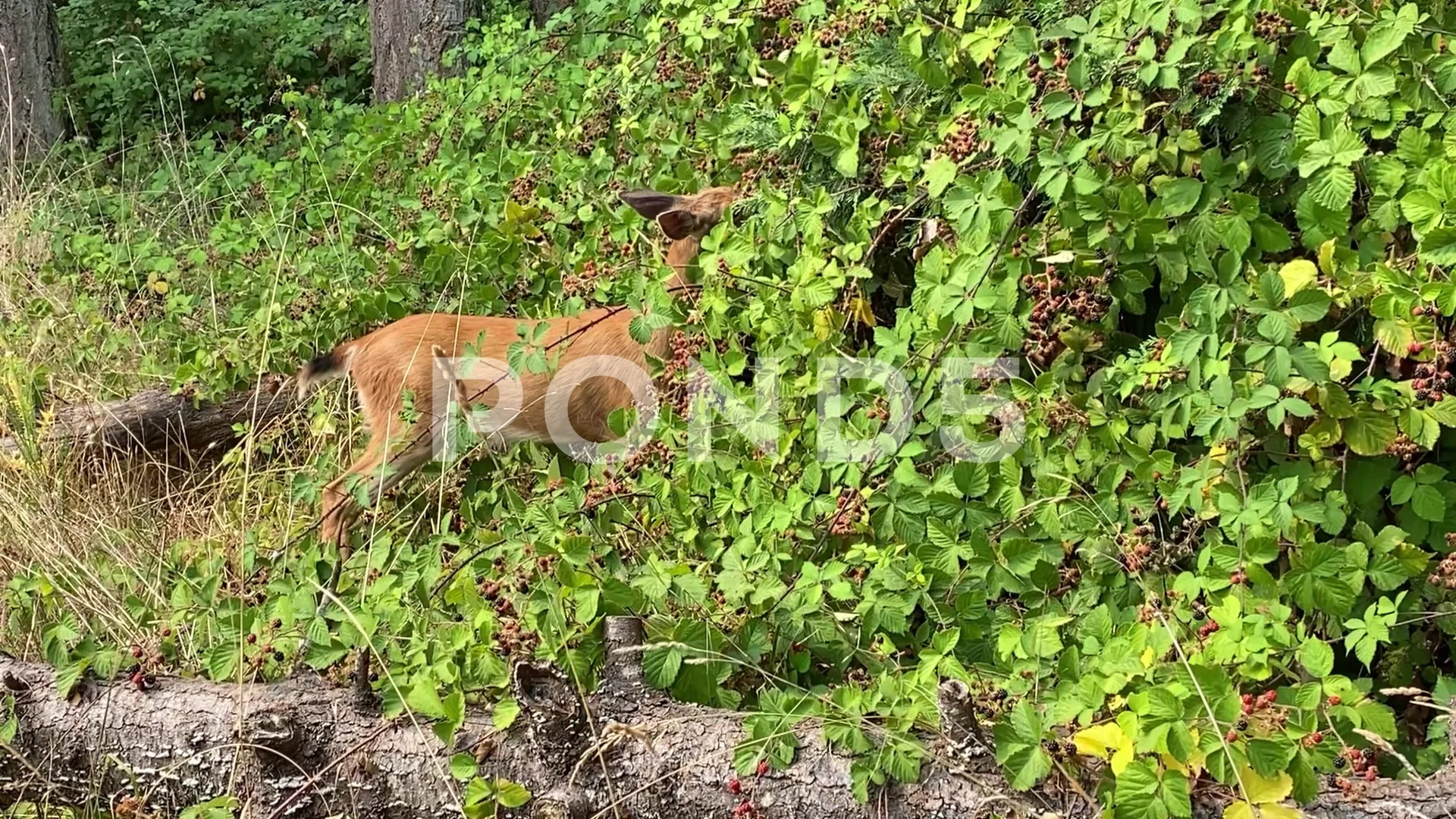 Images Of Deer That Eat Berries