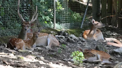 Deer Family with kids resting in area su... | Stock Video | Pond5