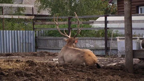Deer on a farm in the aviary. Maral deer... | Stock Video | Pond5