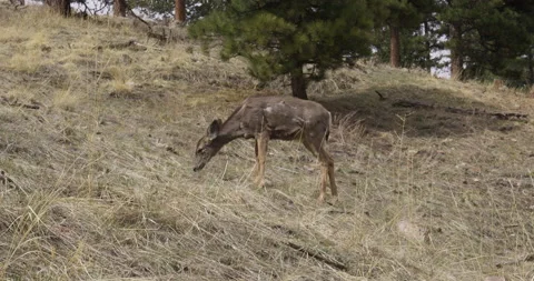 Deer Feeding Wild Deer Mountain Deer Dee... | Stock Video | Pond5