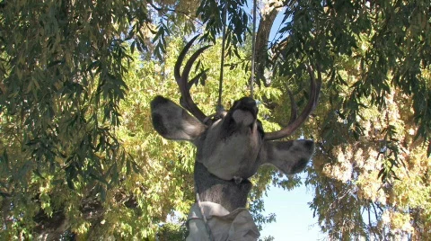 Deer hanging in tree M HD | Stock Video | Pond5