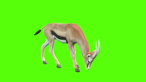 Animals Green Screen Deer Stock Footage ~ Royalty Free Stock Videos | Pond5
