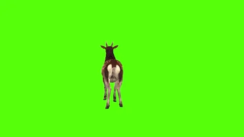 Deer Idle Green Screen Animation 4K Rend... | Stock Video | Pond5