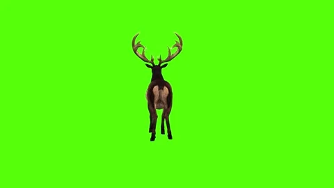 Deer idle Green Screen Animation 4K Rend... | Stock Video | Pond5