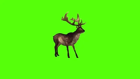 Deer Green Screen Stock Footage ~ Royalty Free Stock Videos | Pond5
