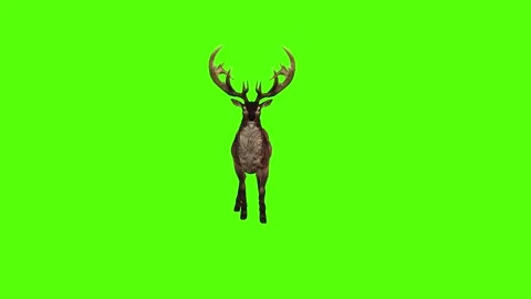 Deer idle Green Screen Animation 4K Rend... | Stock Video | Pond5
