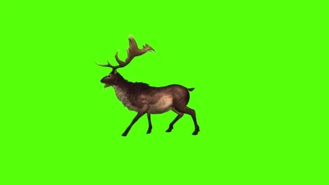 Deer idle Green Screen Animation 4K Rend... | Stock Video | Pond5