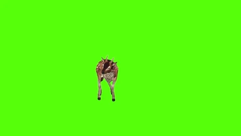 Deer injured Death Green Screen Animatio... | Stock Video | Pond5