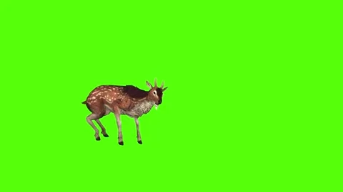 Deer injured Death Green Screen Animatio... | Stock Video | Pond5