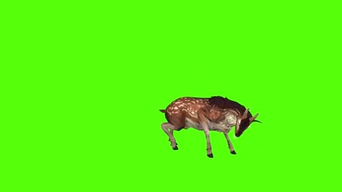 Deer jump Attack Green Screen Animation ... | Stock Video | Pond5