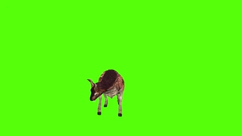 Deer jump Attack Green Screen Animation ... | Stock Video | Pond5