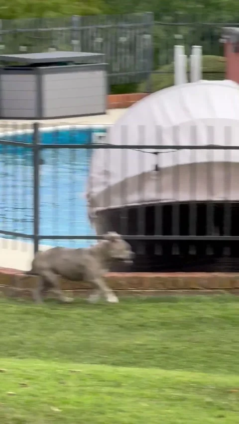 Deer Jumps in a Pool, Waynesboro, Virgin... | Stock Video | Pond5