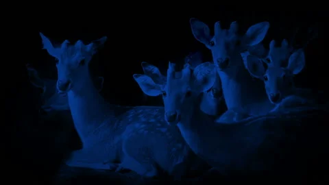 Look Up Night Stock Videos – Royalty-Free HD & 4K Videos | Pond5