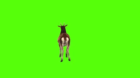 Deer Looking Around Green Screen Animati... | Stock Video | Pond5