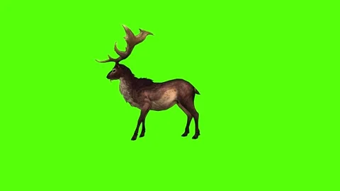 Deer Looking Around Green Screen Animati... | Stock Video | Pond5