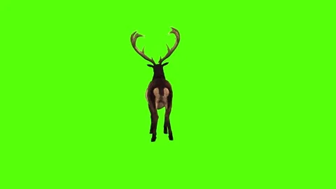 Deer Looking Around Green Screen Animati... | Stock Video | Pond5