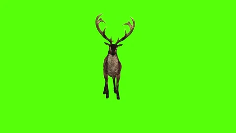Deer Looking Around Green Screen Animati... | Stock Video | Pond5