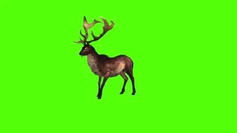 Deer Looking Around Green Screen Animati... | Stock Video | Pond5