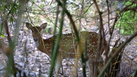 deer looking behind the bamboo tree nati... | Stock Video | Pond5