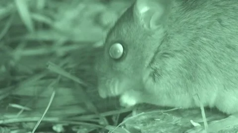 Deer Mouse Eating Eyes Reflective Night ... | Stock Video | Pond5