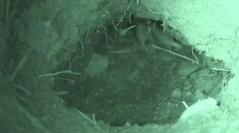 Mouse Deer Stock Videos – Royalty-Free HD & 4K Videos