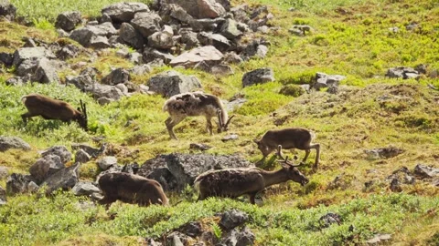 Deer Nibbling in the Lush Greenery of Lo... | Stock Video | Pond5