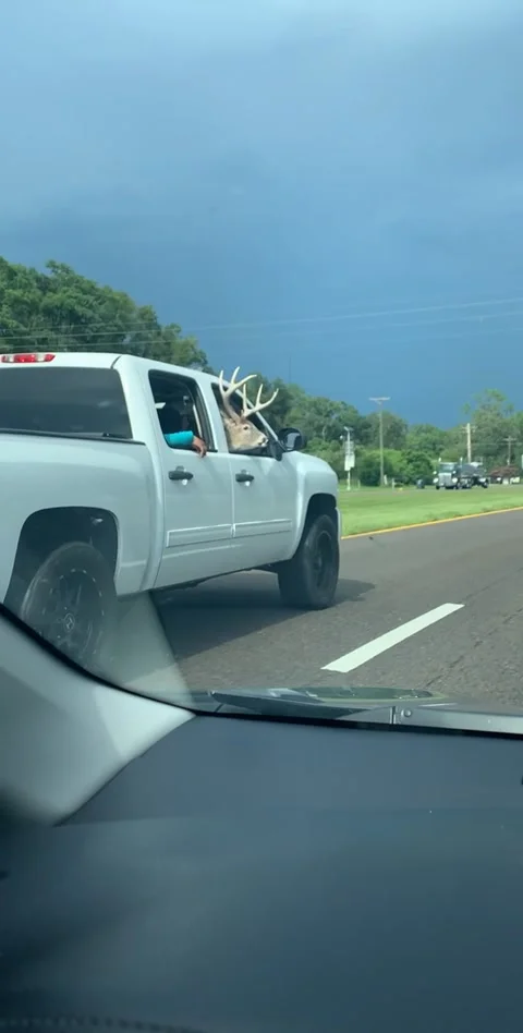 Front Truck L Stock Videos – Royalty-Free HD & 4K Videos | Pond5