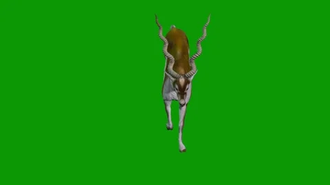 Deer Run Fast Front Side On Green Screen... | Stock Video | Pond5