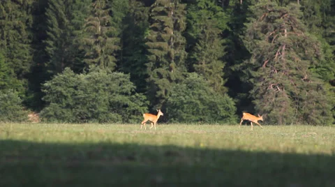 Running Far Stock Footage ~ Royalty Free Stock Videos | Pond5