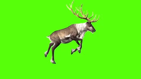 Deer Running Green Screen 3D Animation a... | Stock Video | Pond5