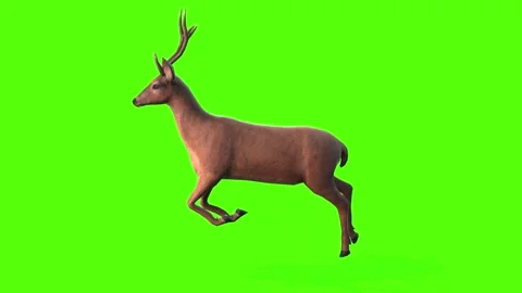 Animals Green Screen Deer Stock Footage ~ Royalty Free Stock Videos | Pond5