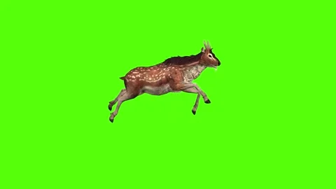 Deer Running Green Screen Animation 4K R... | Stock Video | Pond5