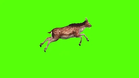 Deer Running Green Screen Animation 4K R... | Stock Video | Pond5