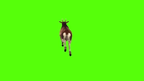 Deer Running Green Screen Animation 4K R... | Stock Video | Pond5
