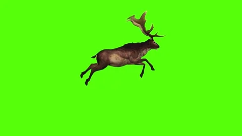 Deer Running Green Screen Animation 4K R... | Stock Video | Pond5