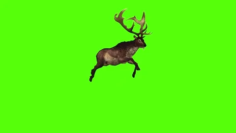 Deer Running Green Screen Animation 4K R... | Stock Video | Pond5