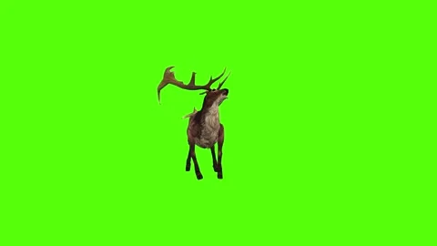 Deer slow Death Green Screen Animation 4... | Stock Video | Pond5