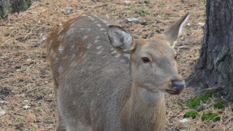 Deer. A spotted deer looks back while st... | Stock Video | Pond5