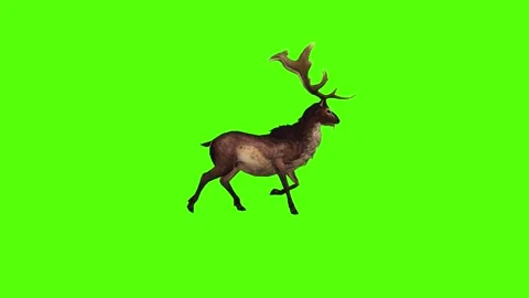 Deer Walking Green Screen Animation 4K R... | Stock Video | Pond5