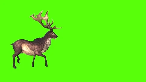 Animals Green Screen Deer Stock Footage ~ Royalty Free Stock Videos | Pond5