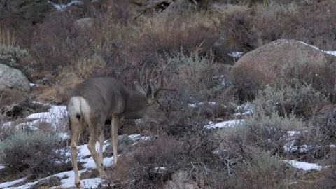 Deer Walking in Rocky Mountain National ... | Stock Video | Pond5
