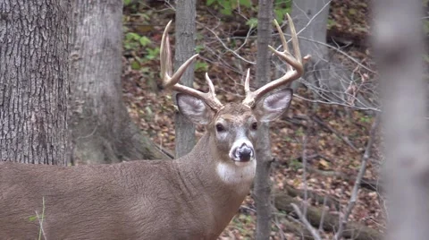 Broadside Stock Footage ~ Royalty Free Stock Videos | Pond5