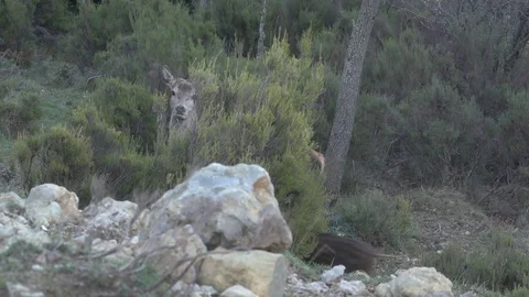 Sharing Wild Stock Videos – Royalty-Free HD & 4K Videos | Pond5