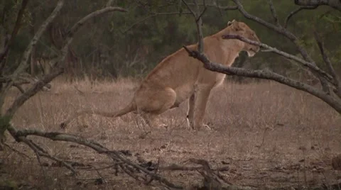 Lions Pooping Stock Videos – Royalty-Free HD & 4K Videos