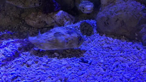 Deflated Stock Video Footage | Royalty Free Deflated Videos | Pond5