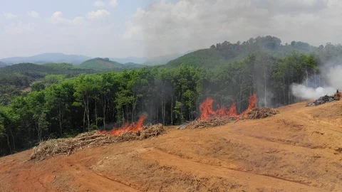 Deforestation and fire | Stock Video | Pond5
