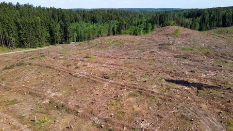 Cut Trees Forest Stock Videos – Royalty-Free HD & 4K Videos | Pond5