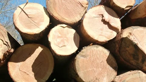 deforestation and illegal logging in for... | Stock Video | Pond5